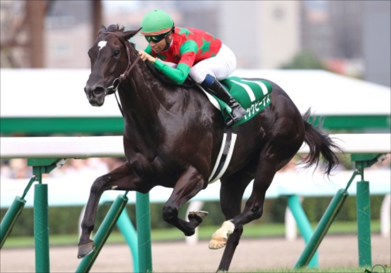 JRAオーシャンS（G3）極上の4頭とは？ 「荒れ模様」を関係者情報で紐解く!! | GJ