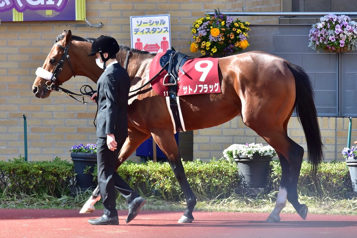 C.ルメール騎手が騎乗予定のアルジャンナ、菊花賞3着のサトノフラッグ：【エプソムC（G3）展望】 | GJ