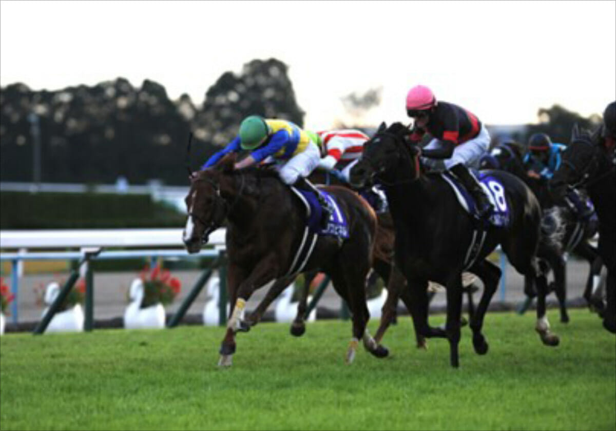 JRA新潟2歳S、登録11頭の裏事情と美浦関係者の本音 | GJ