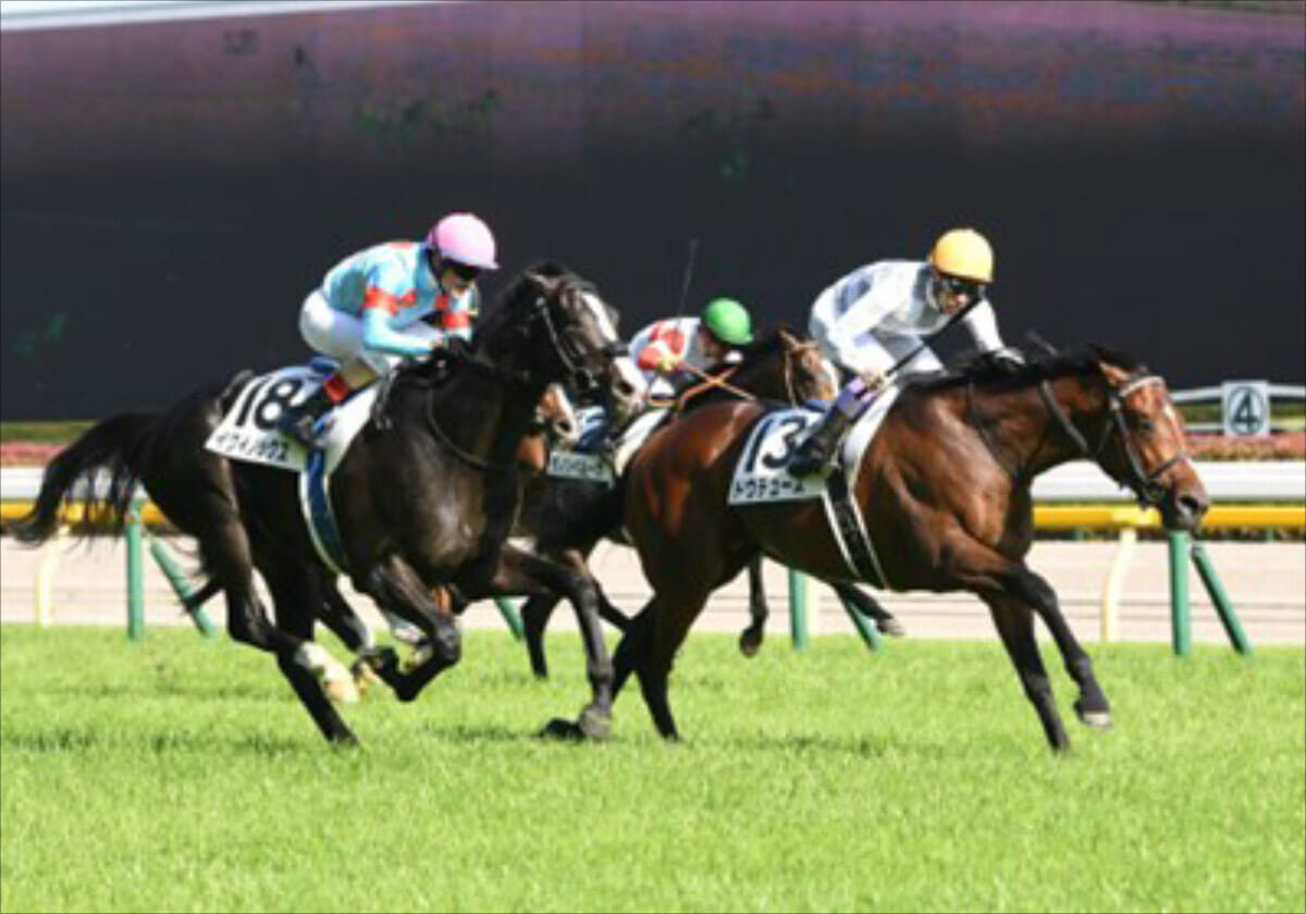 JRA菊花賞は“ガイアフォース、ジャスティンパレスではない関西馬”が穴をあける！衝撃の情報を実名公開 | GJ