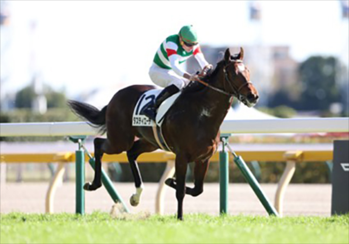 ダノンザタイガーは消しか？エフフォーリアは買いか？JRA共同通信杯・京都記念・クイーンCで穴馬含む買うべき5頭！ | GJ