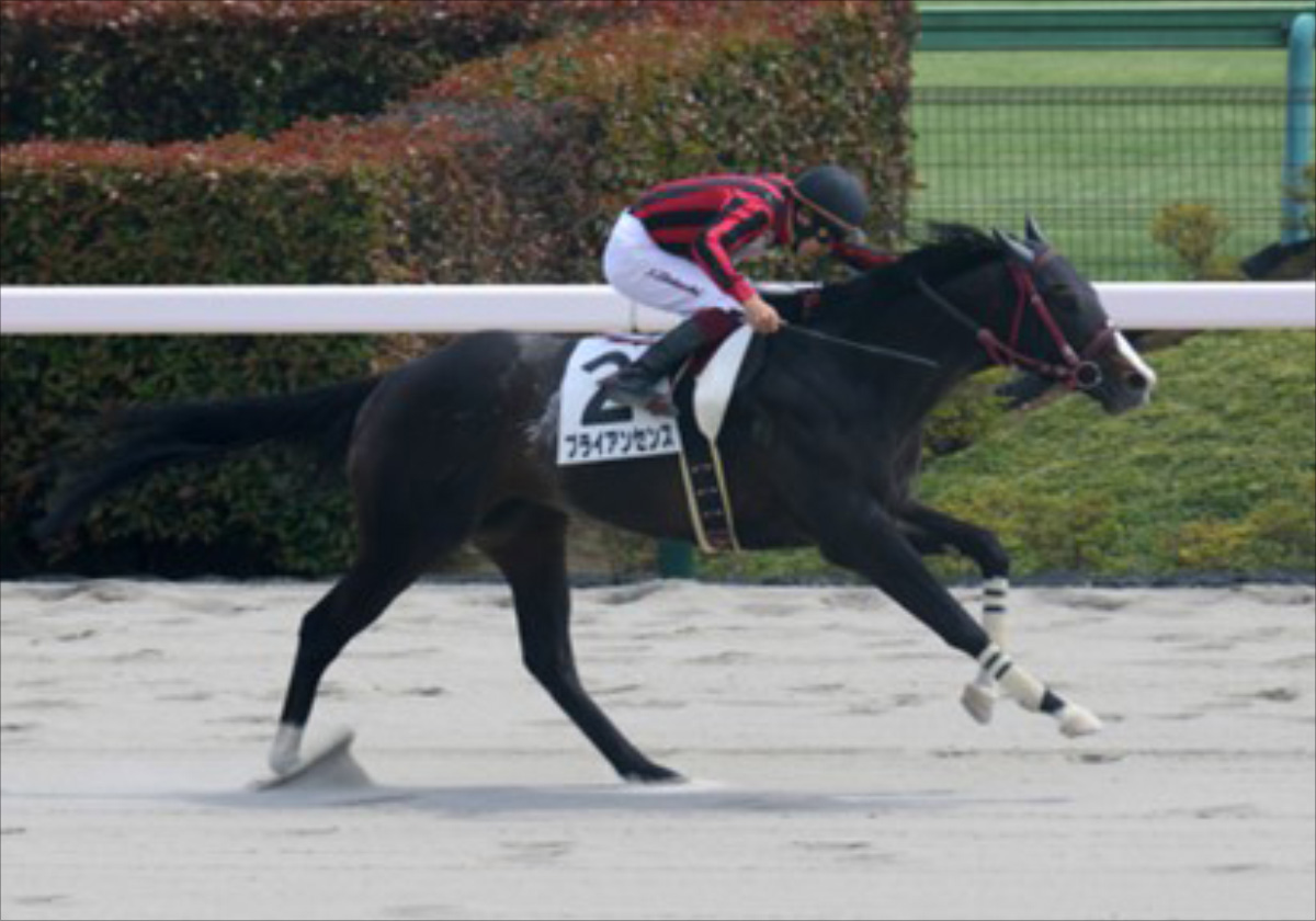 JRAユニコーンS、ワールズコライド、ペリエールなど地元東京馬主の勝負馬情報！地方最強馬ミックファイアへ挑むのは？ | GJ